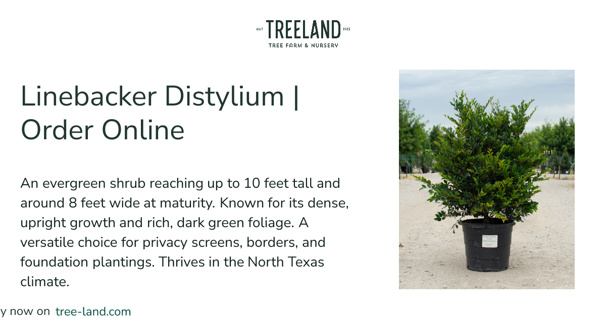 Linebacker Distylium | Order Online | Treeland Nursery