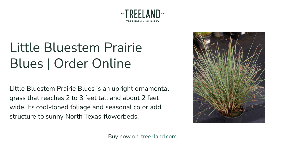Little Bluestem Prairie Blues | Order Online | Treeland Nursery