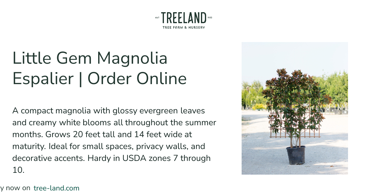 Little Gem Magnolia Espalier | Order Online | Treeland Nursery