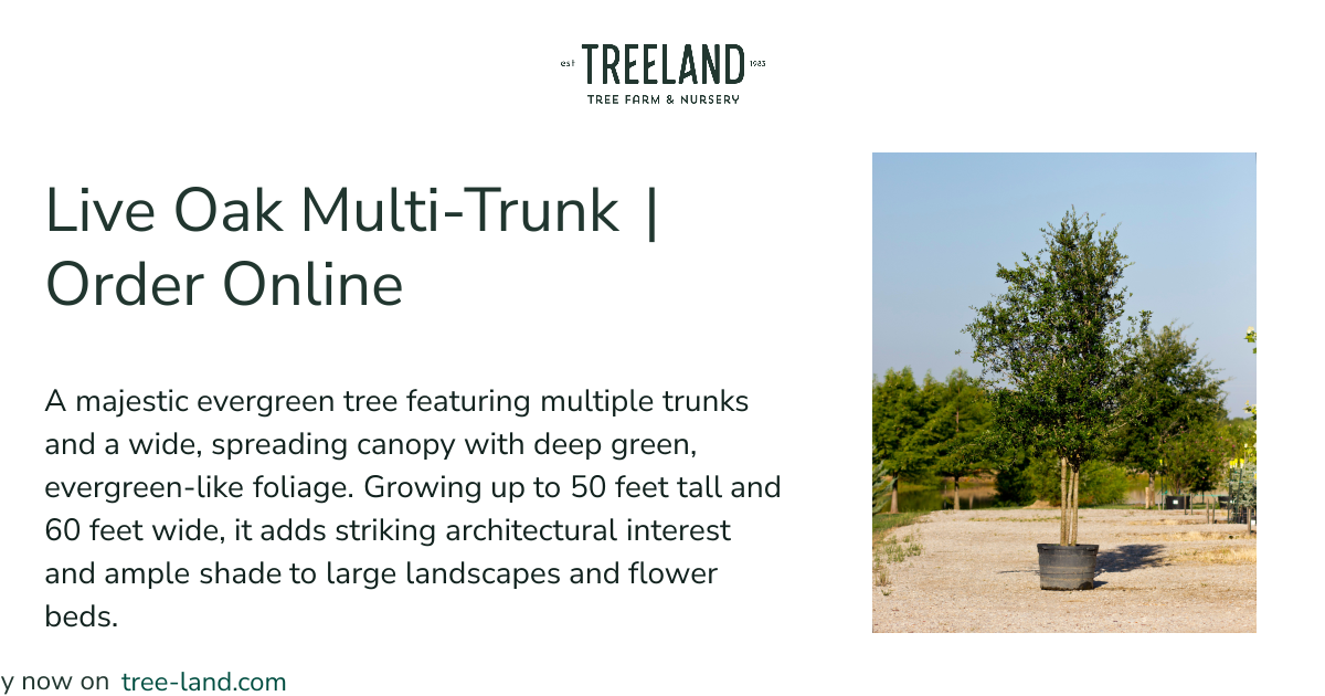 Live Oak Multi-Trunk | Order Online | Treeland Nursery