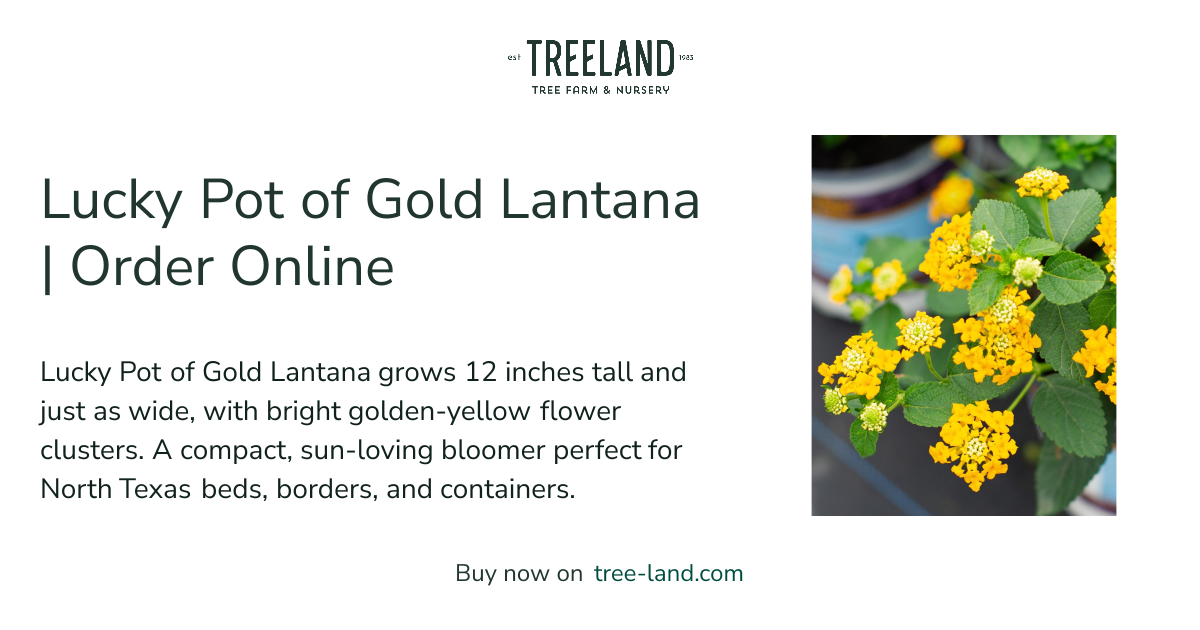 Lucky Pot of Gold Lantana | Order Online | Treeland Nursery
