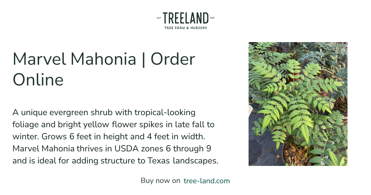 Marvel Mahonia | Order Online | Treeland Nursery