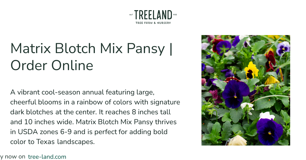 Matrix Blotch Mix Pansy | Order Online | Treeland Nursery