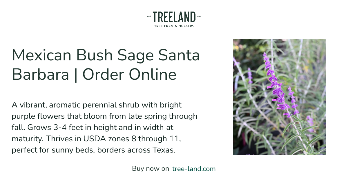Mexican Bush Sage Santa Barbara | Order Online | Treeland Nursery