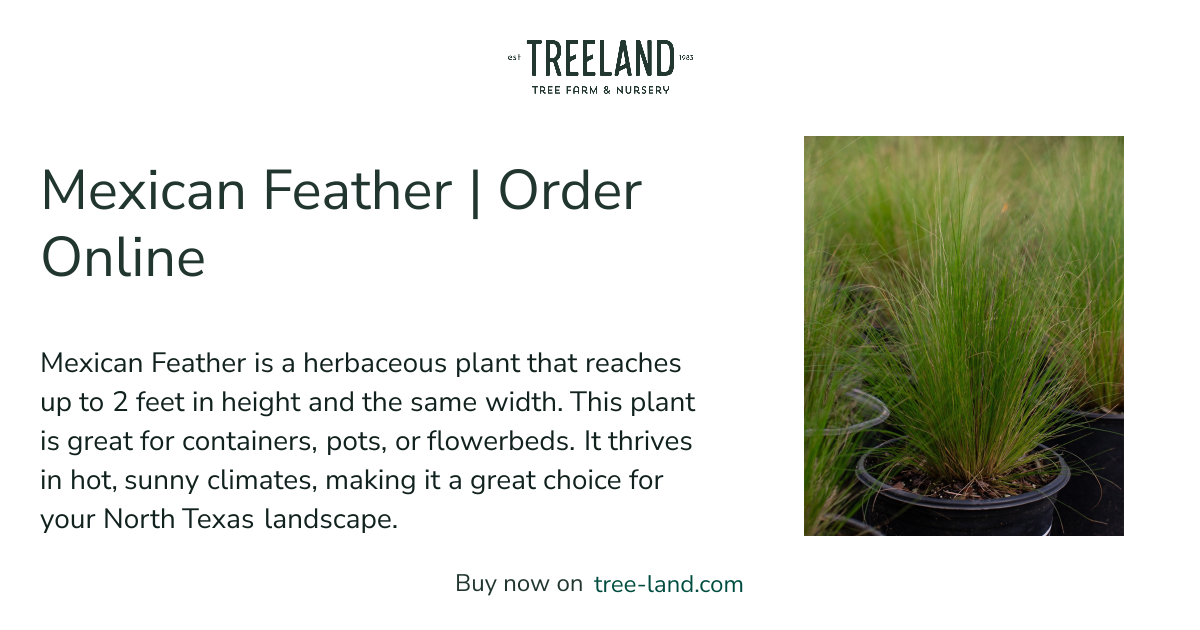 Mexican Feather | Order Online | Treeland Nursery