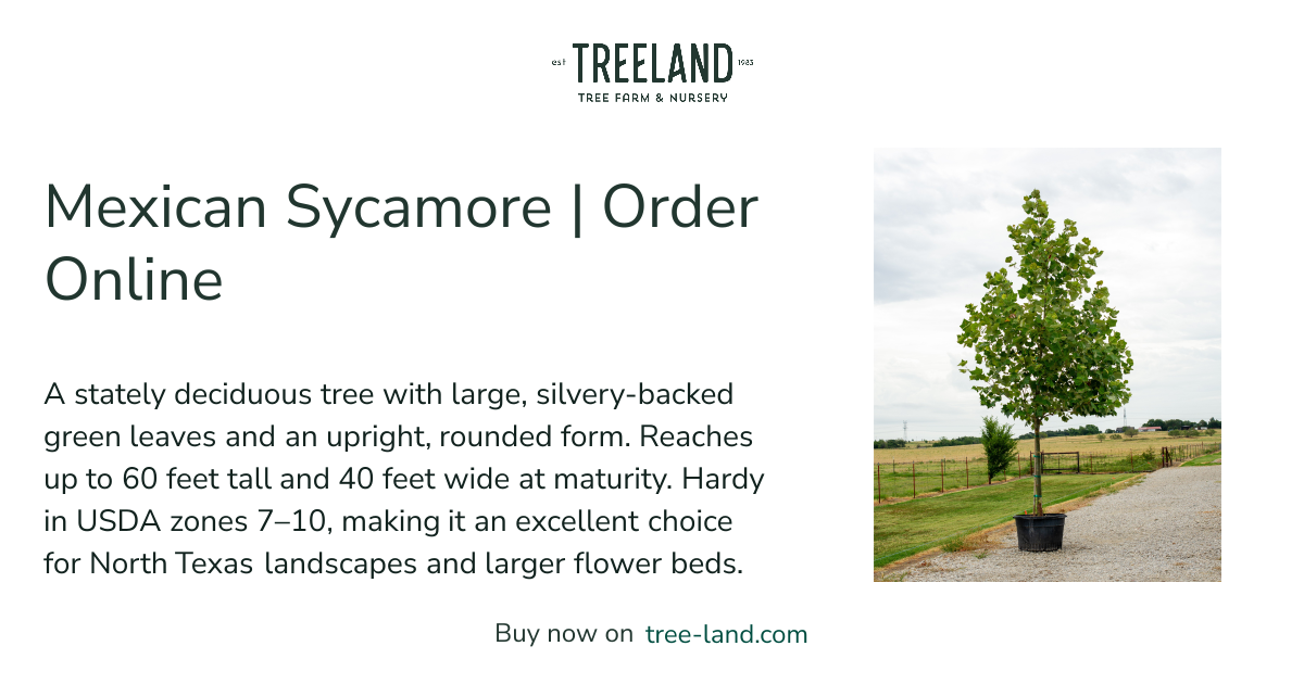 Mexican Sycamore | Order Online | Treeland Nursery