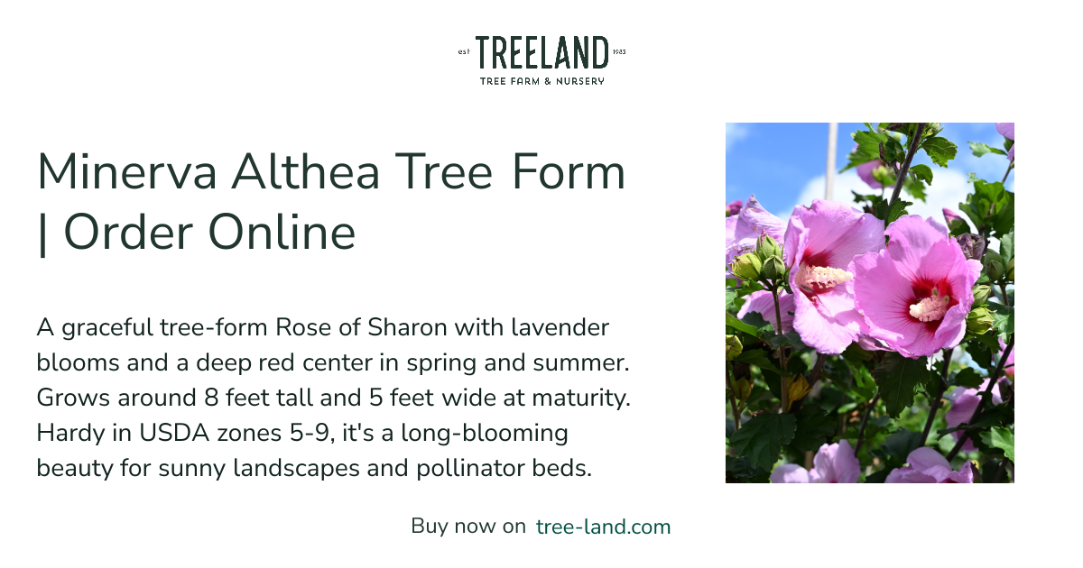 Minerva Althea Tree Form | Order Online | Treeland Nursery
