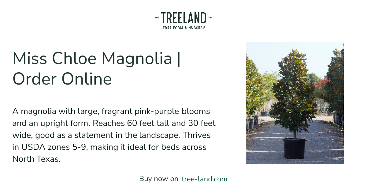 Miss Chloe Magnolia | Order Online | Treeland Nursery