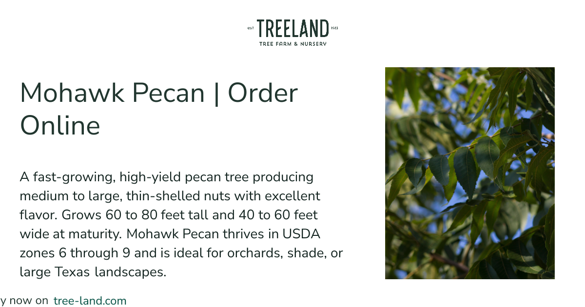 Mohawk Pecan | Order Online | Treeland Nursery