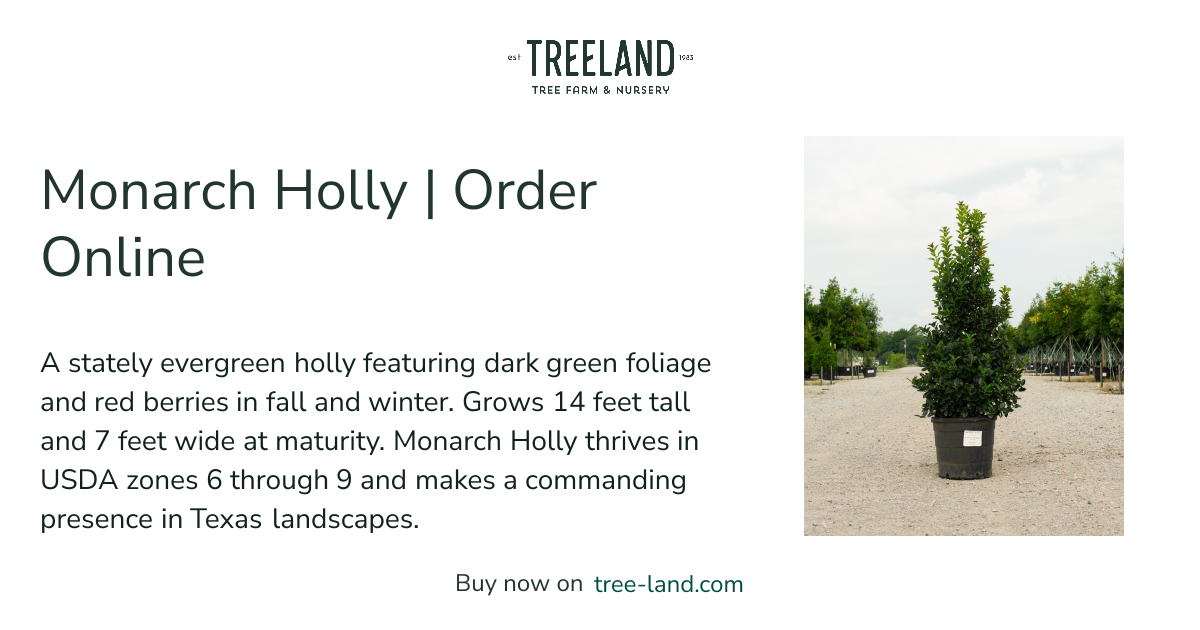 Monarch Holly | Order Online | Treeland Nursery