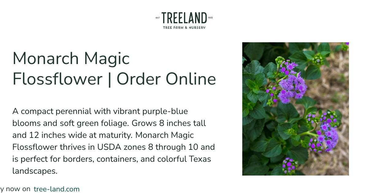 Monarch Magic Flossflower | Order Online | Treeland Nursery
