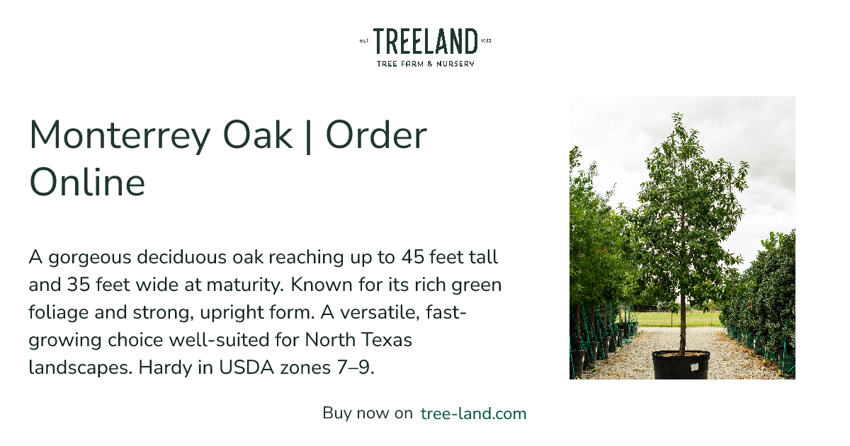 Monterrey Oak | Order Online | Treeland Nursery