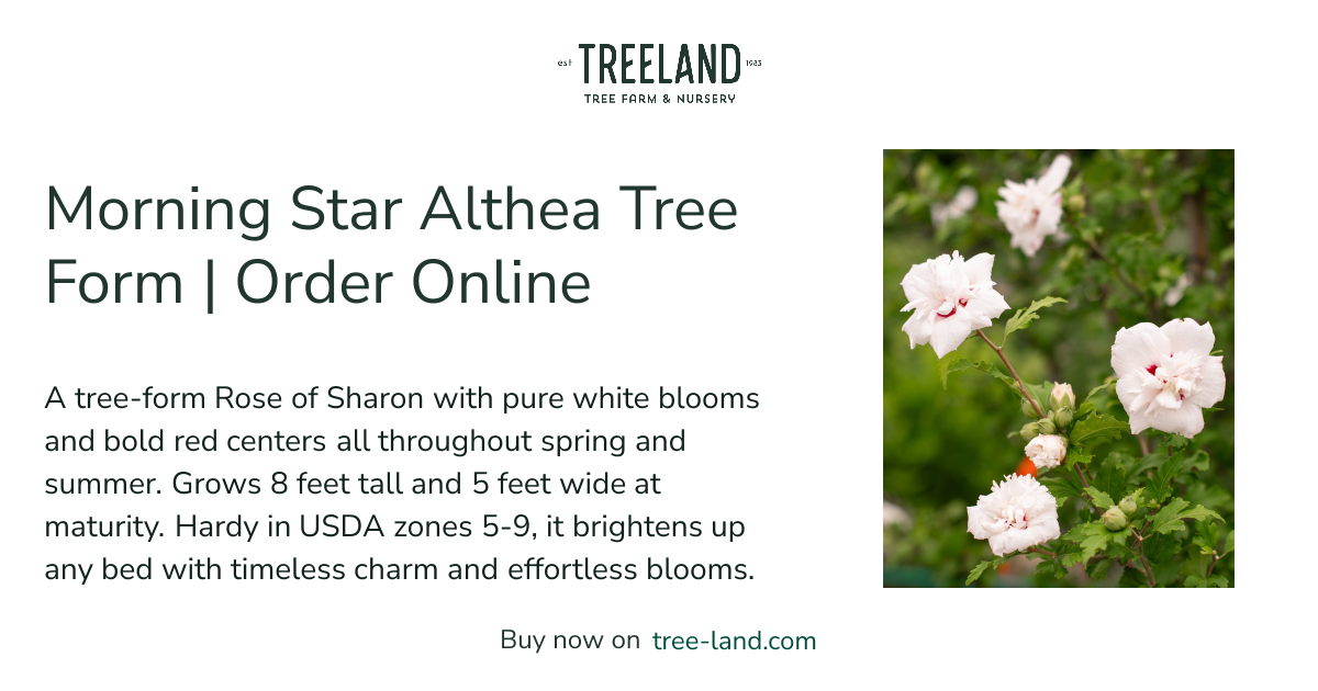 Morning Star Althea Tree Form | Order Online | Treeland Nursery