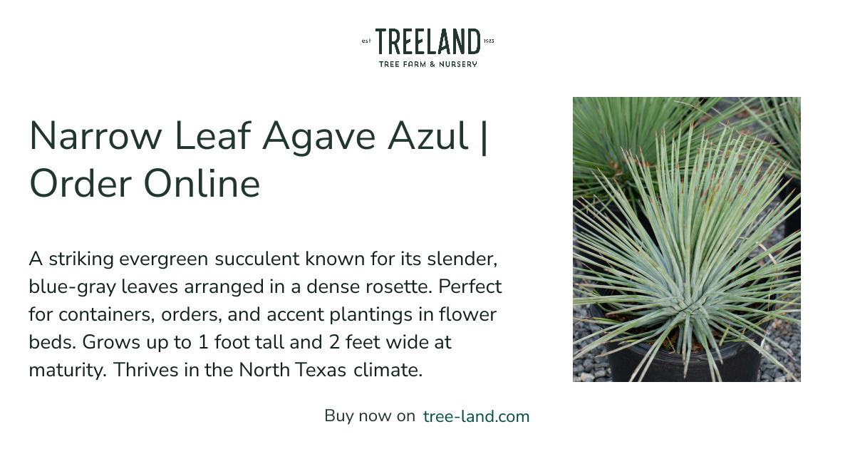 Narrow Leaf Agave Azul | Order Online | Treeland Nursery