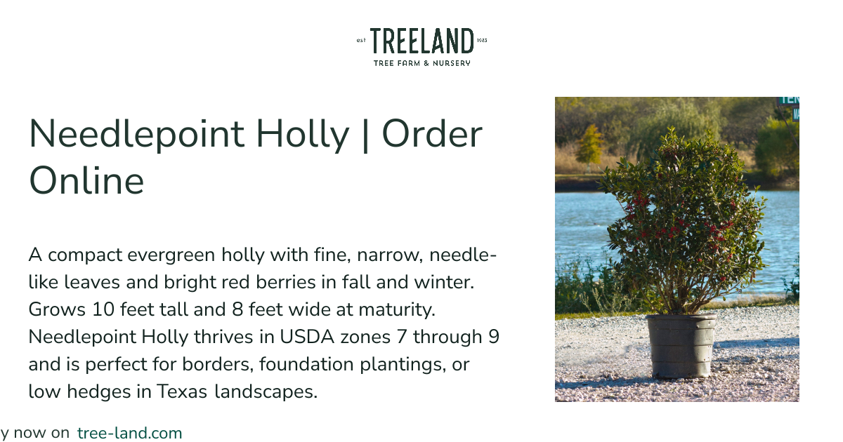 Needlepoint Holly | Order Online | Treeland Nursery