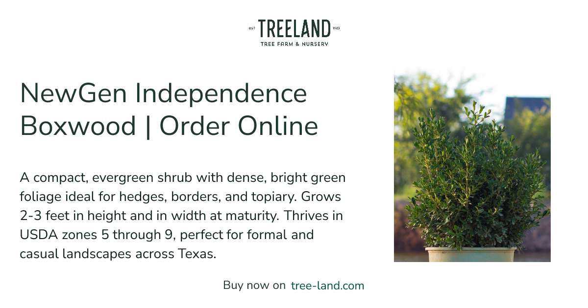NewGen Independence Boxwood | Order Online | Treeland Nursery
