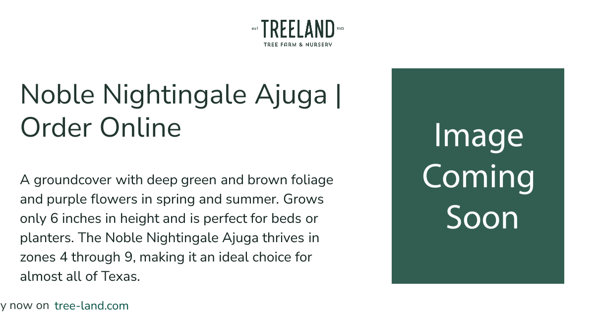 Noble Nightingale Ajuga | Order Online | Treeland Nursery