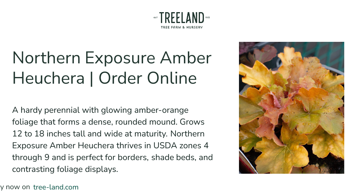 Northern Exposure Amber Heuchera | Order Online | Treeland Nursery