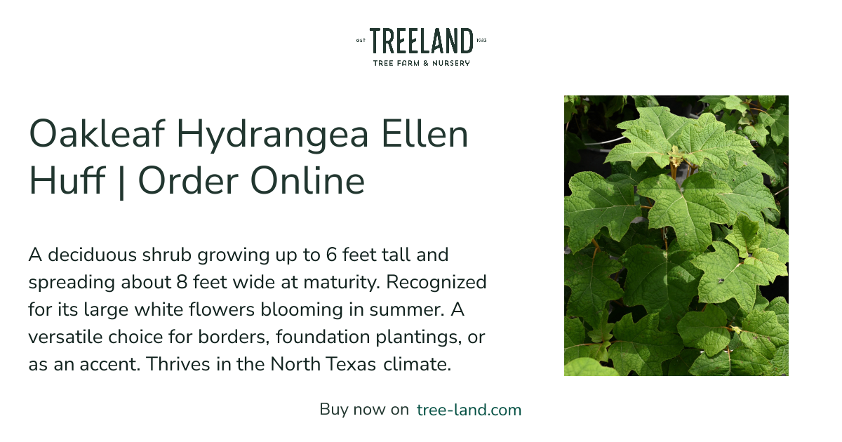 Oakleaf Hydrangea Ellen Huff | Order Online | Treeland Nursery