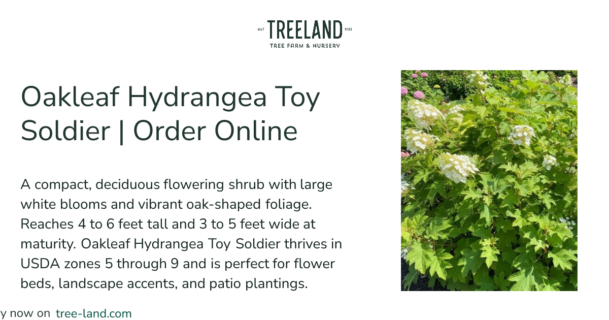 Oakleaf Hydrangea Toy Soldier | Order Online | Treeland Nursery