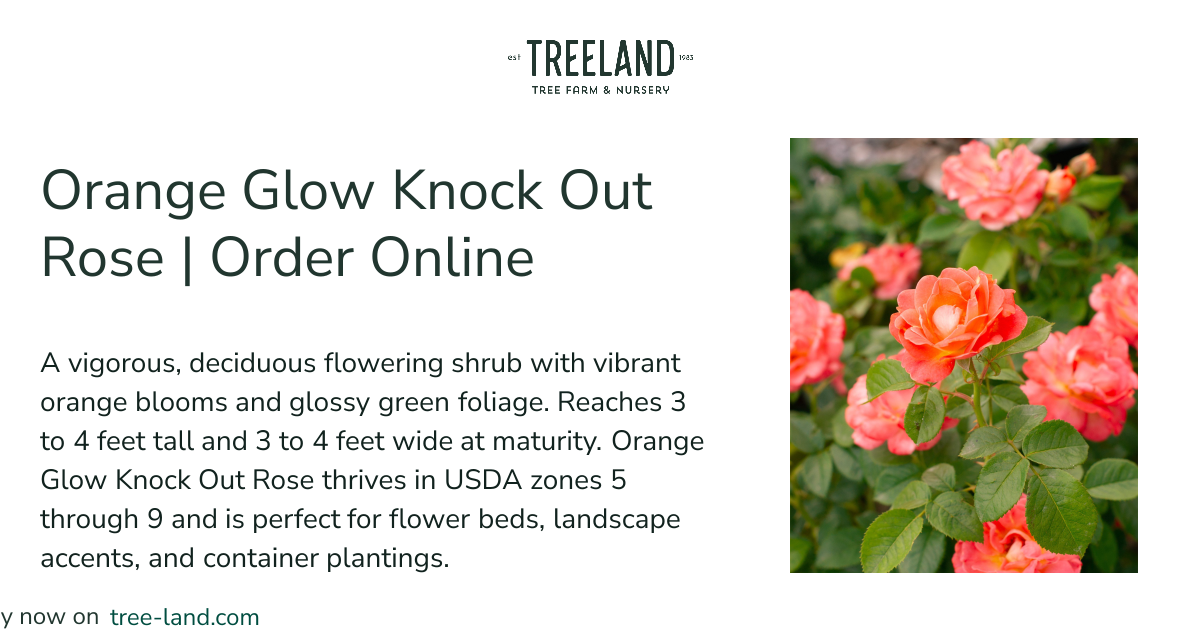 Orange Glow Knock Out Rose | Order Online | Treeland Nursery
