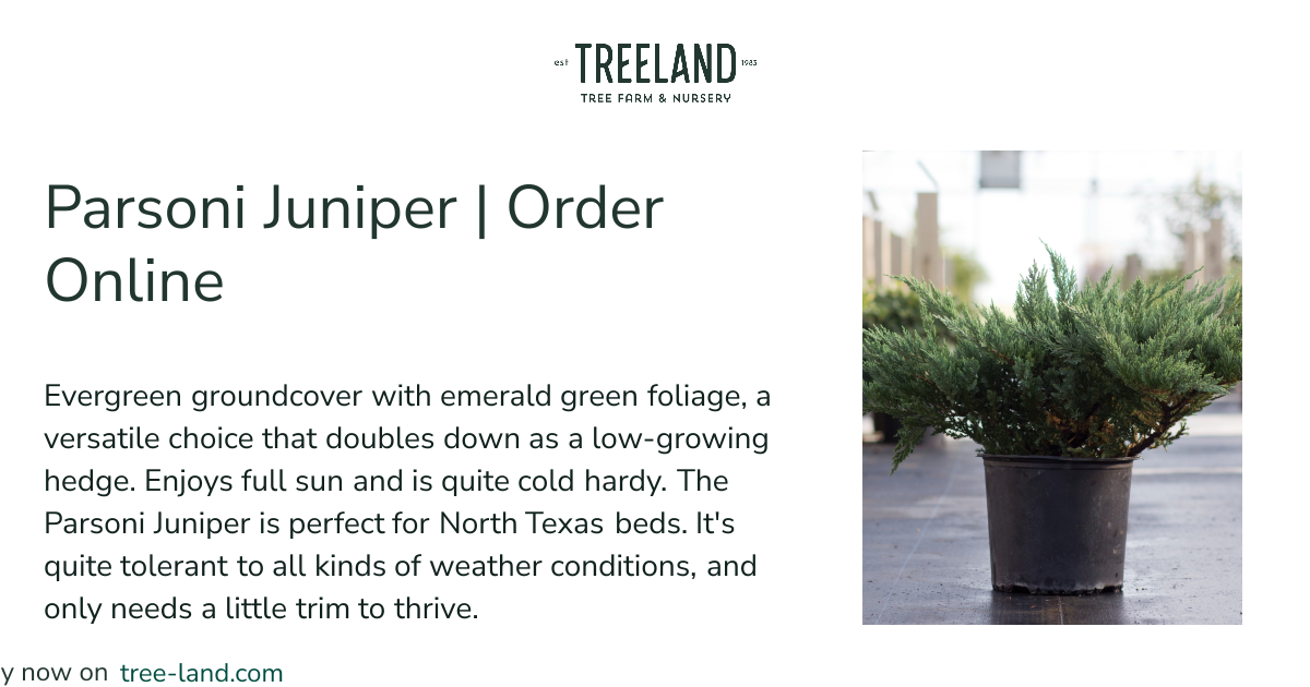 Parsoni Juniper | Order Online | Treeland Nursery
