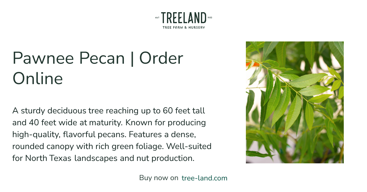 Pawnee Pecan | Order Online | Treeland Nursery