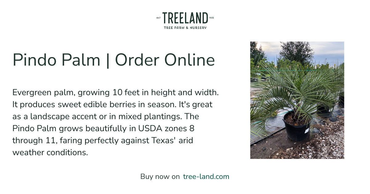 Pindo Palm | Order Online | Treeland Nursery