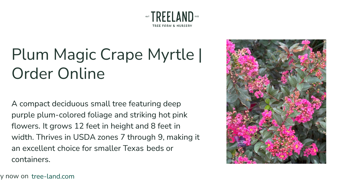 Plum Magic Crape Myrtle | Order Online | Treeland Nursery
