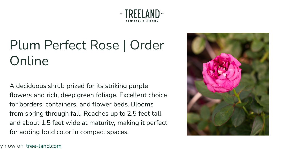 Plum Perfect Rose | Order Online | Treeland Nursery