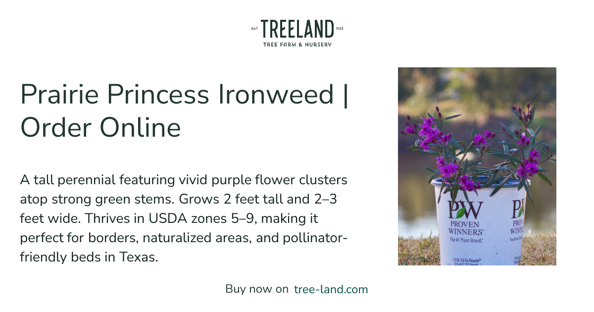 Prairie Princess Ironweed | Order Online | Treeland Nursery