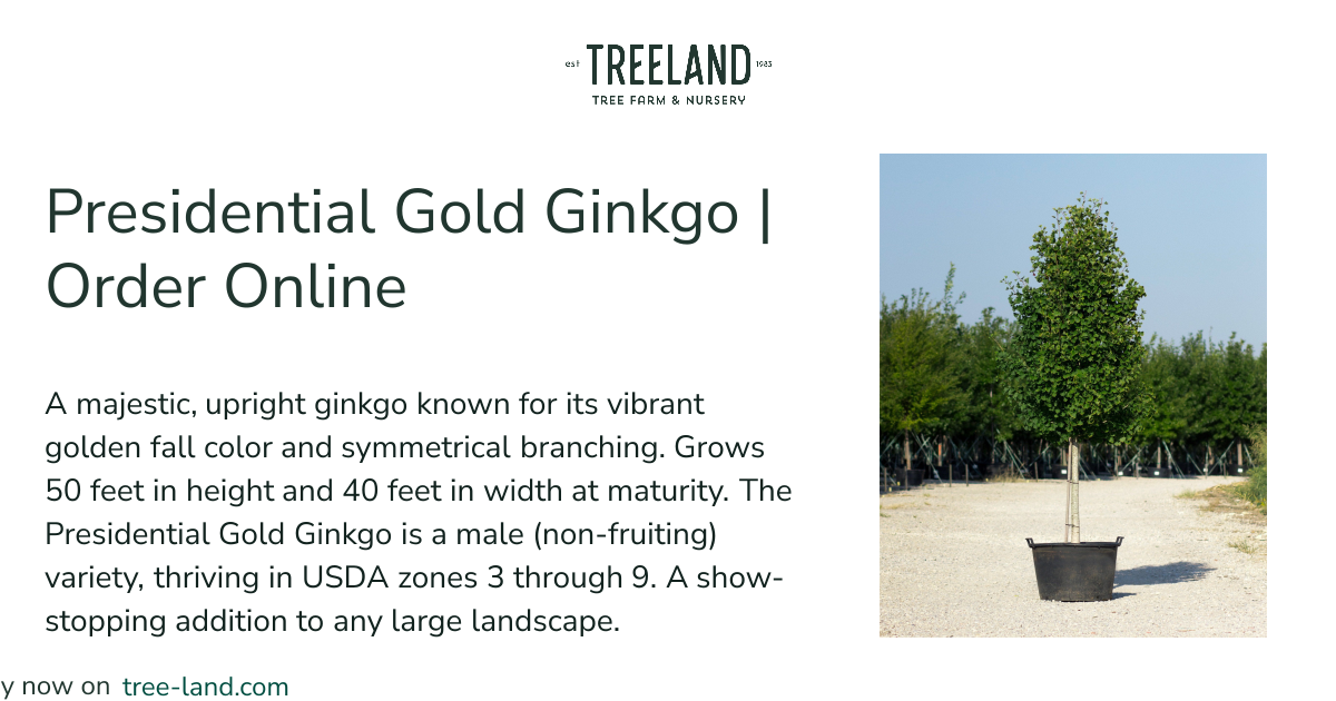 Presidential Gold Ginkgo | Order Online | Treeland Nursery