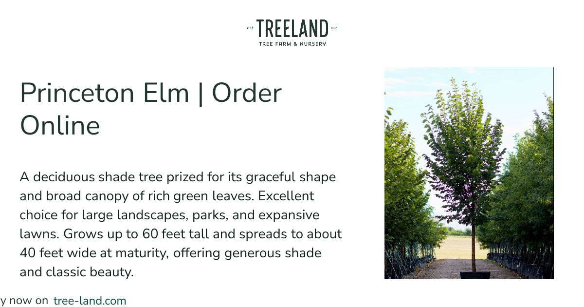 Princeton Elm | Order Online | Treeland Nursery