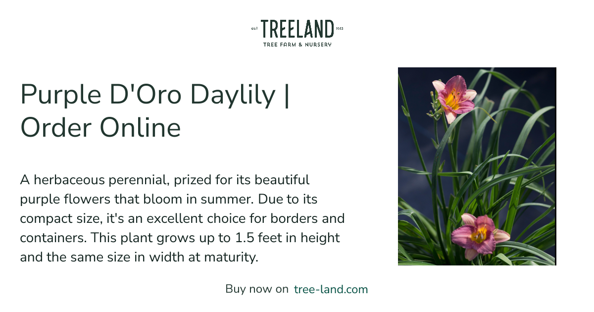 Purple D'Oro Daylily | Order Online | Treeland Nursery