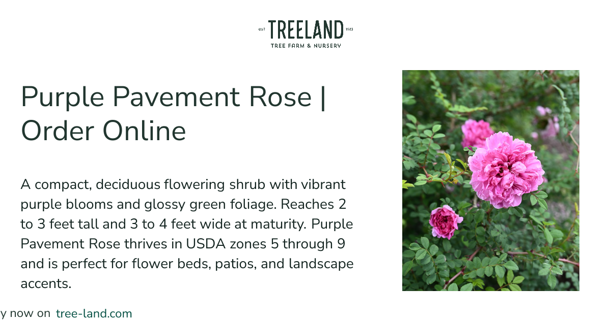 Purple Pavement Rose | Order Online | Treeland Nursery