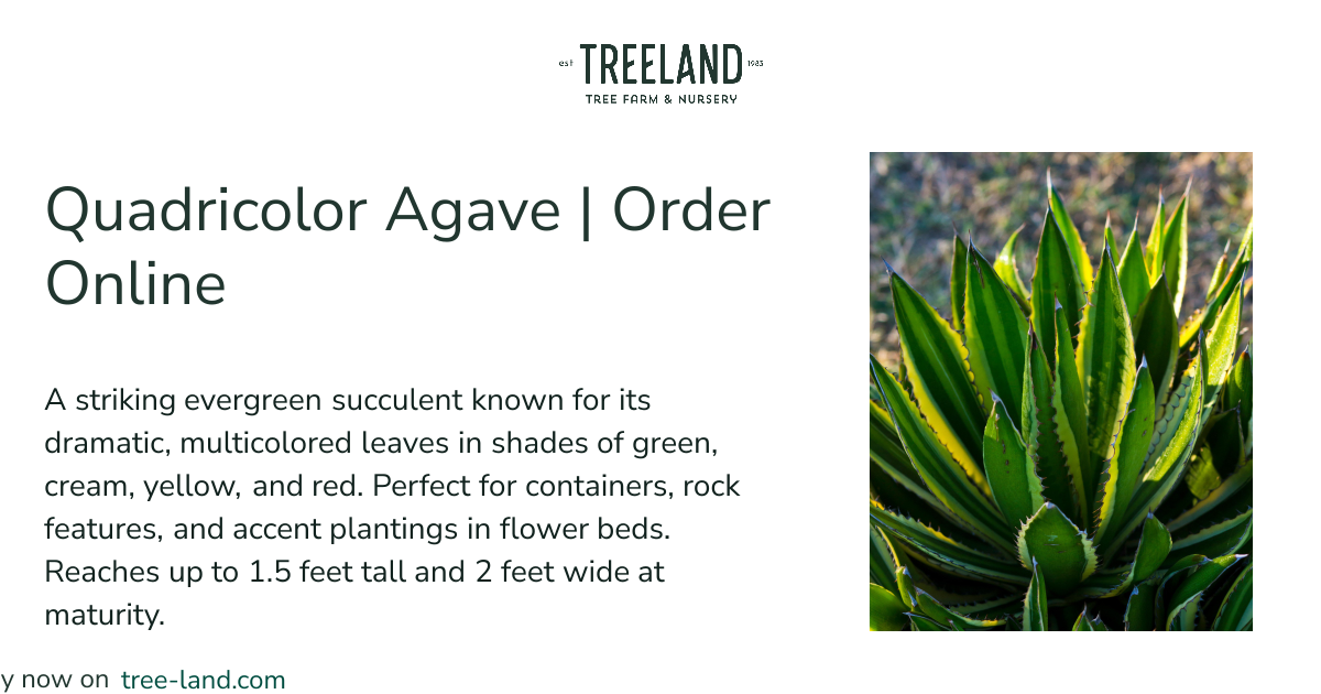 Quadricolor Agave | Order Online | Treeland Nursery