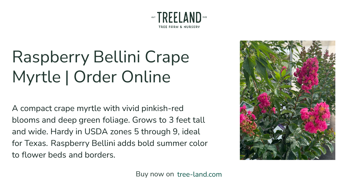 Raspberry Bellini Crape Myrtle | Order Online | Treeland Nursery