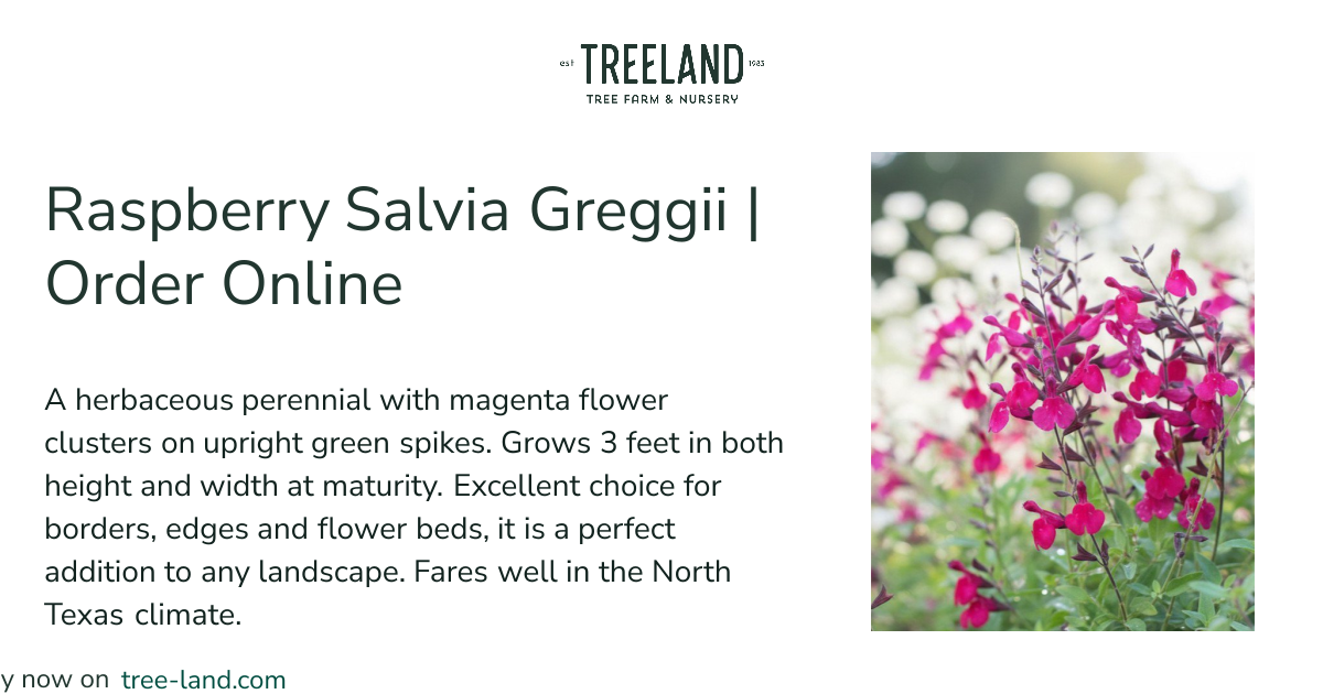 Raspberry Salvia Greggii | Order Online | Treeland Nursery