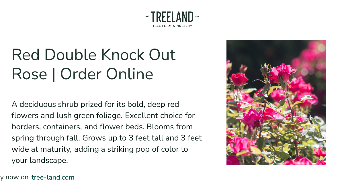 Red Double Knock Out Rose | Order Online | Treeland Nursery