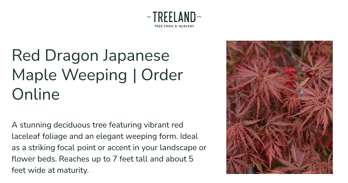 Red Dragon Japanese Maple Weeping | Order Online | Treeland Nursery