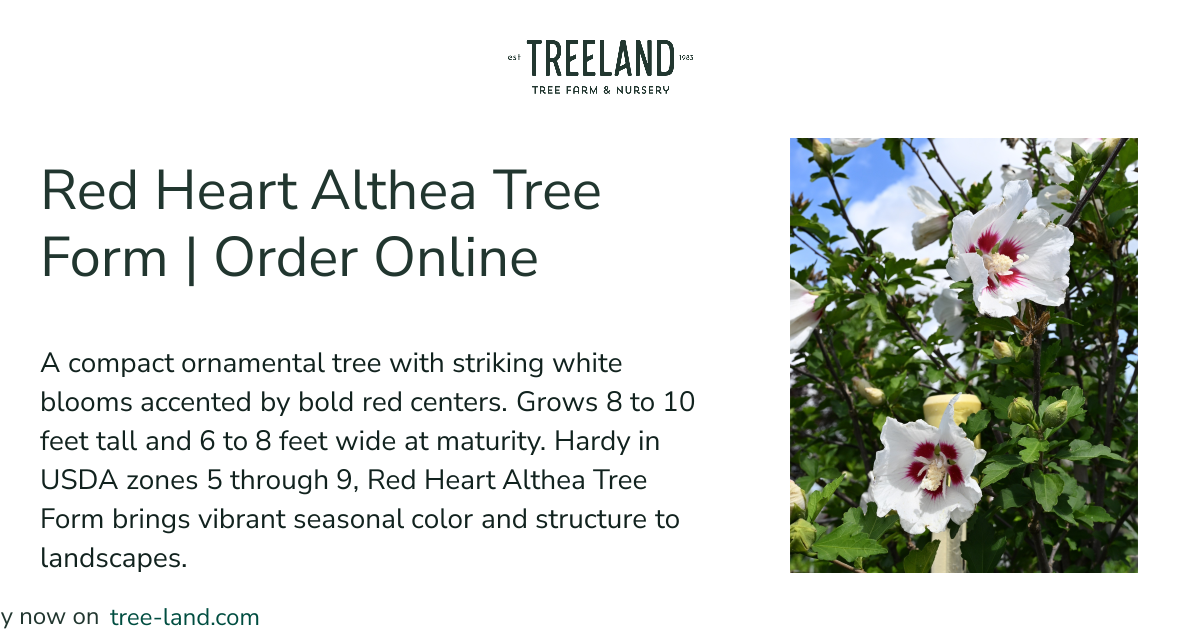 Red Heart Althea Tree Form | Order Online | Treeland Nursery