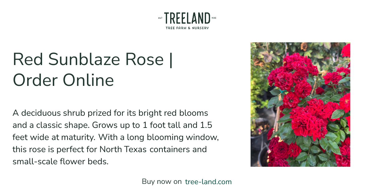 Red Sunblaze Rose | Order Online | Treeland Nursery
