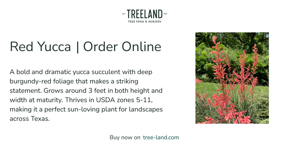 Red Yucca | Order Online | Treeland Nursery