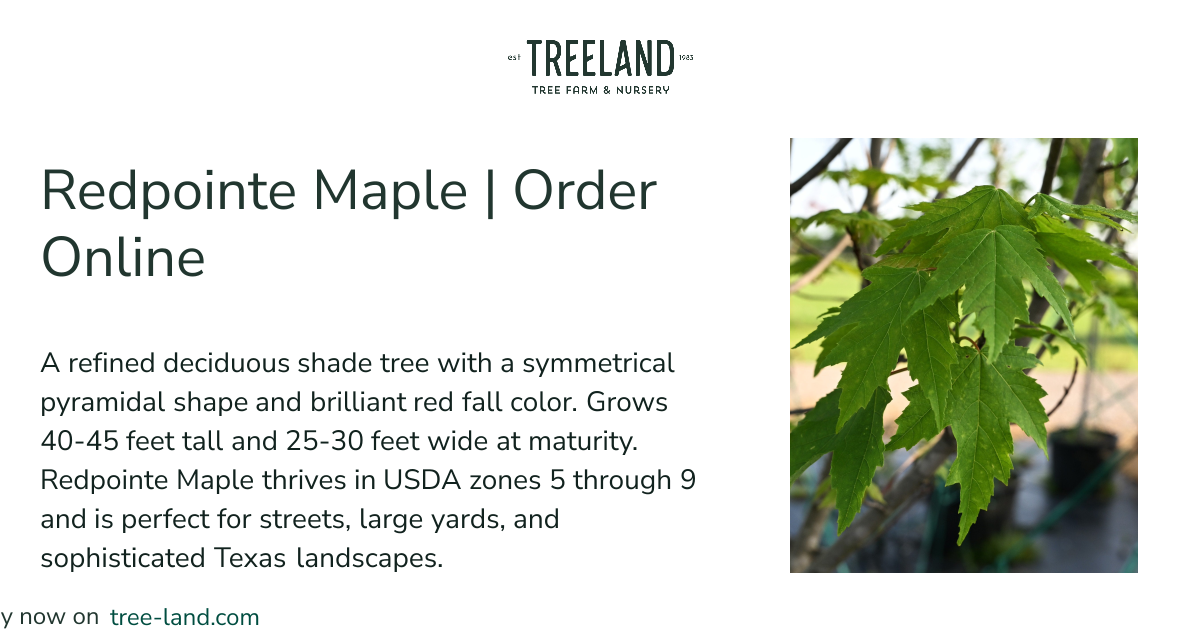 Redpointe Maple | Order Online | Treeland Nursery