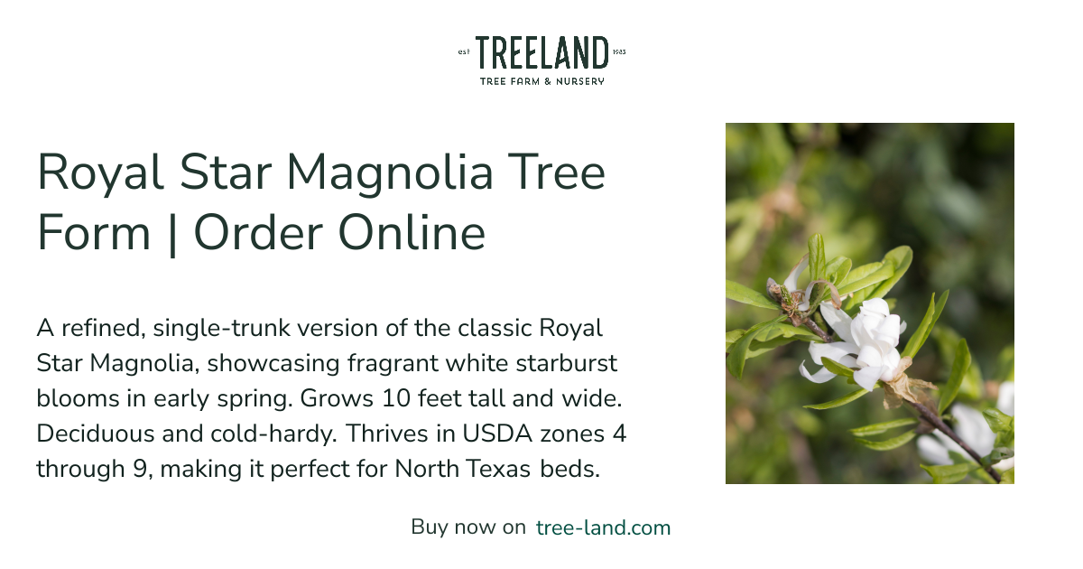 Royal Star Magnolia Tree Form | Order Online | Treeland Nursery