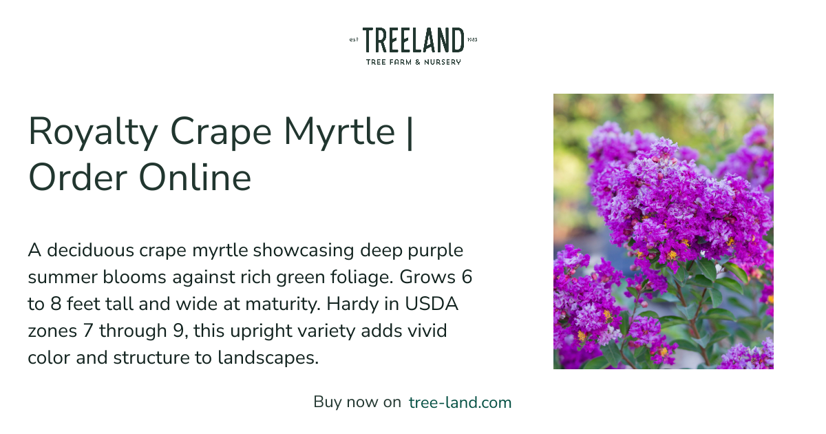 Royalty Crape Myrtle | Order Online | Treeland Nursery