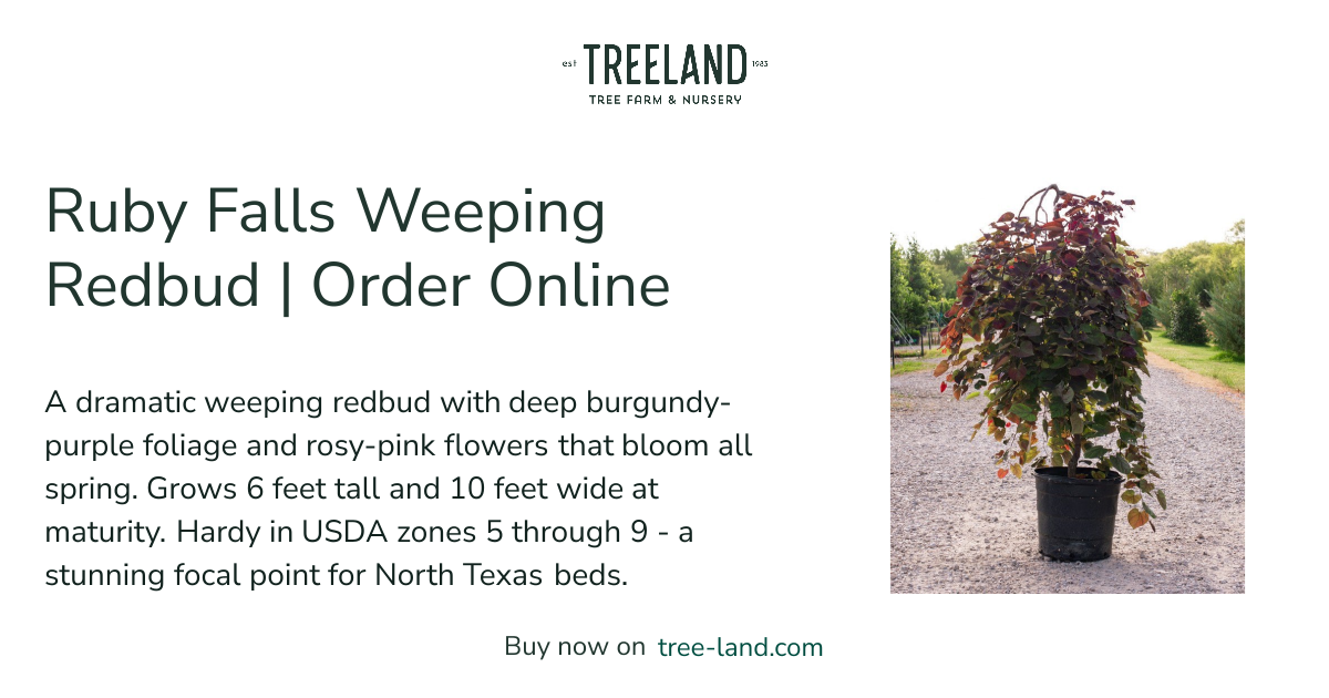 Ruby Falls Weeping Redbud | Order Online | Treeland Nursery