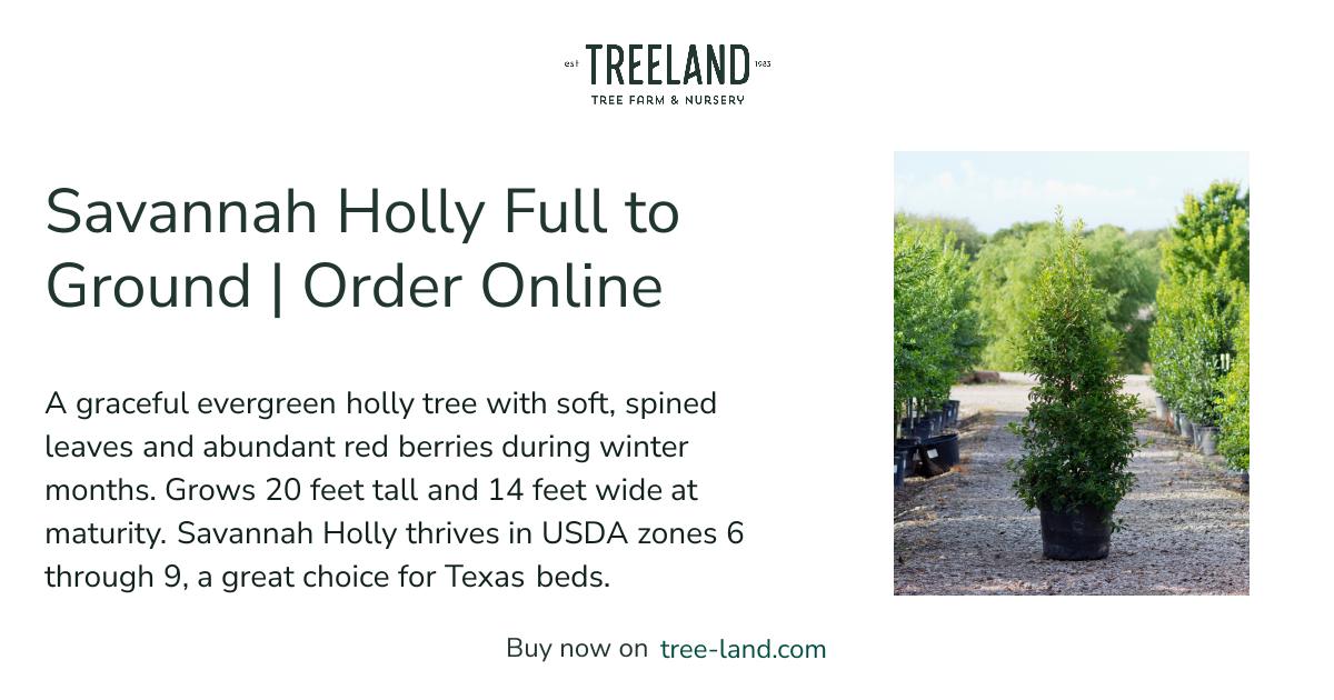 Savannah Holly Full to Ground | Order Online | Treeland Nursery