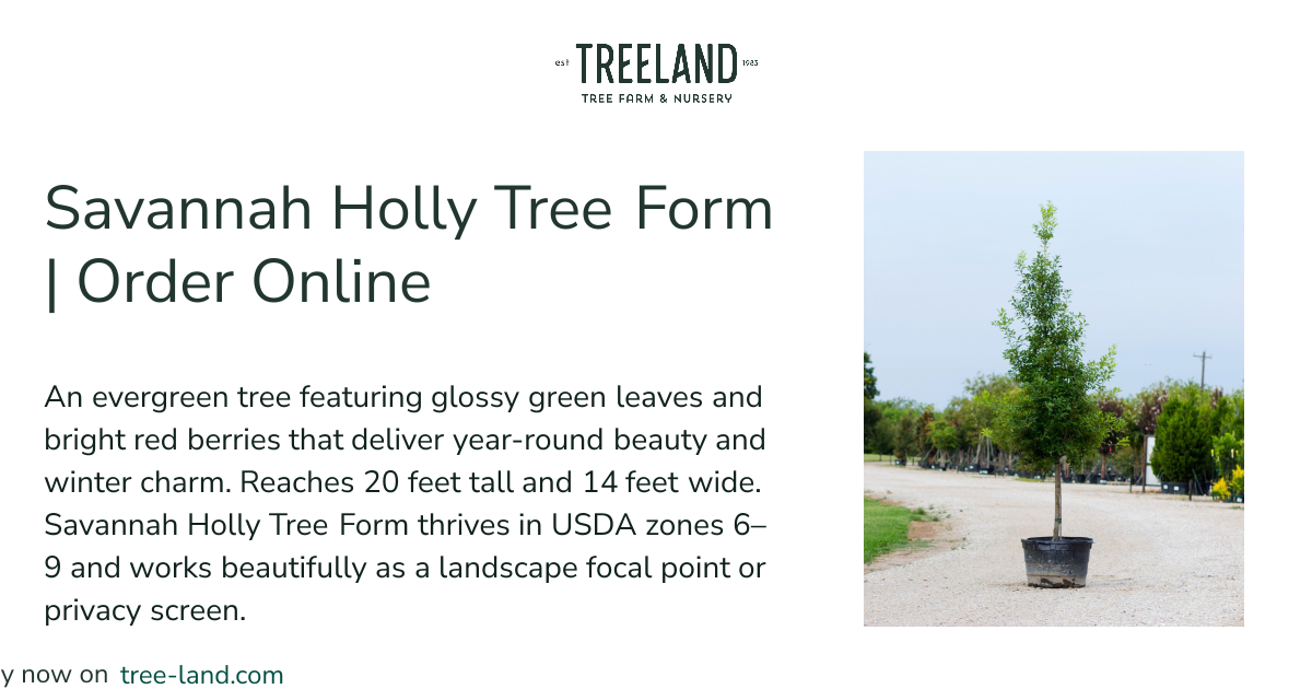Savannah Holly Tree Form | Order Online | Treeland Nursery