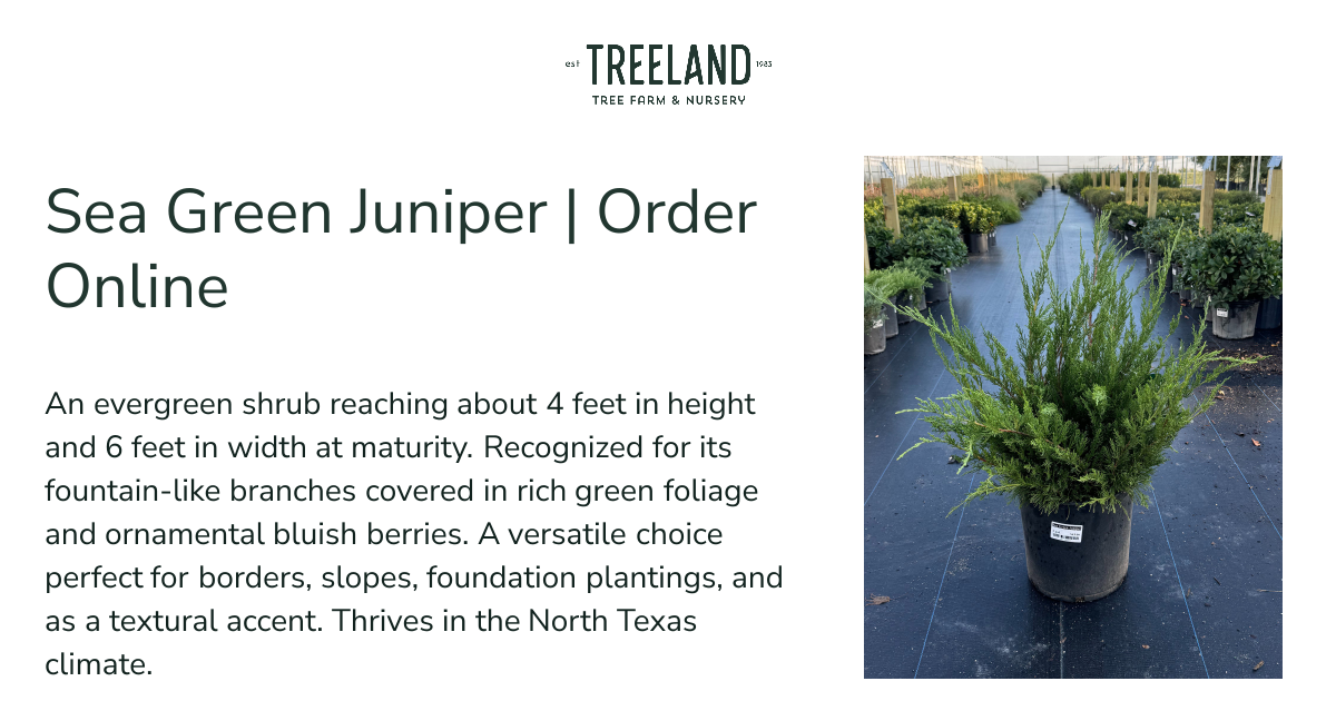 Sea Green Juniper | Order Online | Treeland Nursery